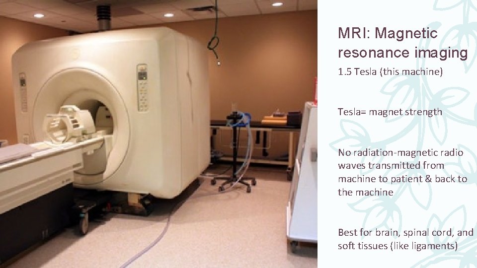 MRI Imaging of the Brain Tiffany Bartlett LVT