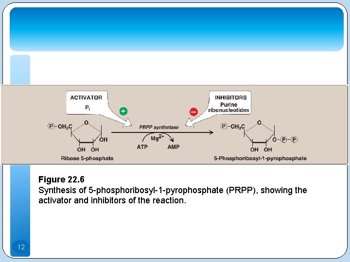 UNIT IV Nitrogen Metabolism Nucleotide Metabolism 1 Overview