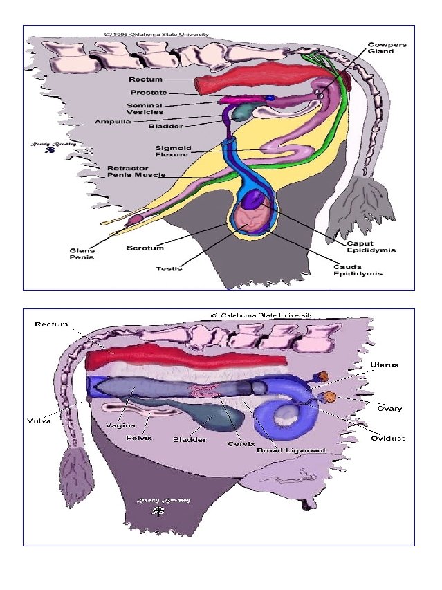 REPRODUKSI SAPI PERAH A ESTRUS DAN PUBERTAS SAPI