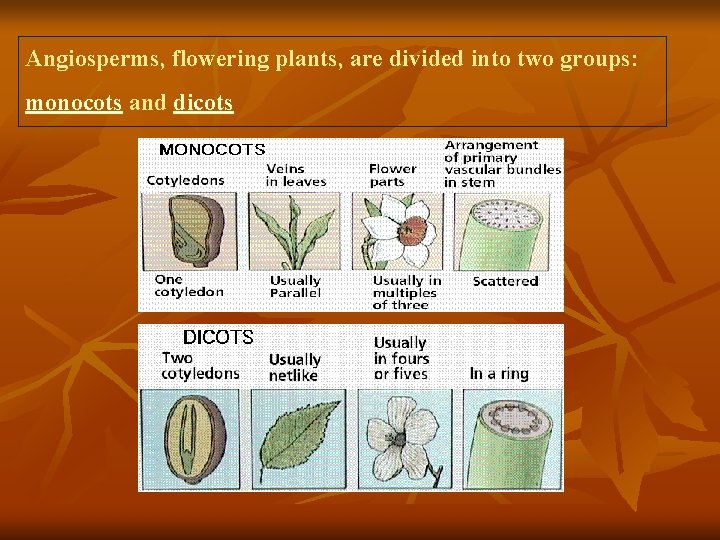 PLANT STRUCTURE The Typical Plant Body The Root