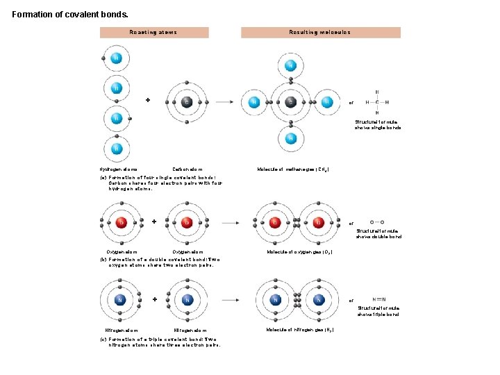 Chapter 2 The Chemistry of Life Niels Bohr