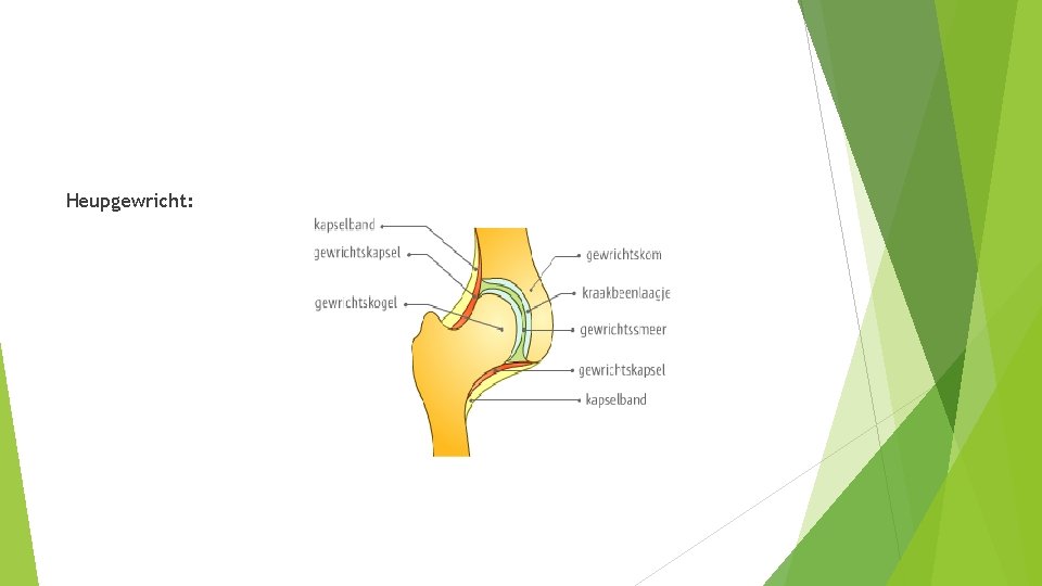 indeling Artrose Artritis Rheumatoide Artritis Fibromyalgie Ziekte van