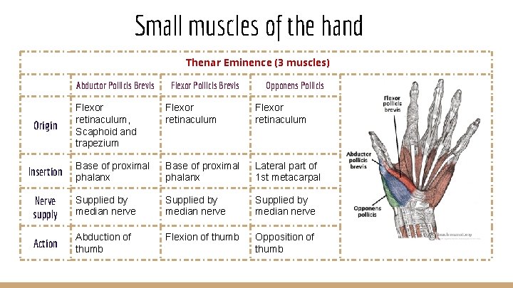 Objectives Describe the anatomy of thedeep fascia of