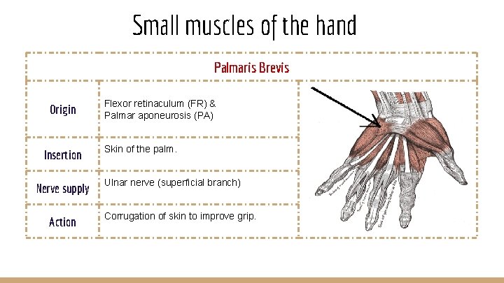 Objectives Describe the anatomy of thedeep fascia of
