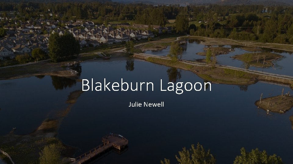 Blakeburn Lagoon Julie Newell The Willow Tree When
