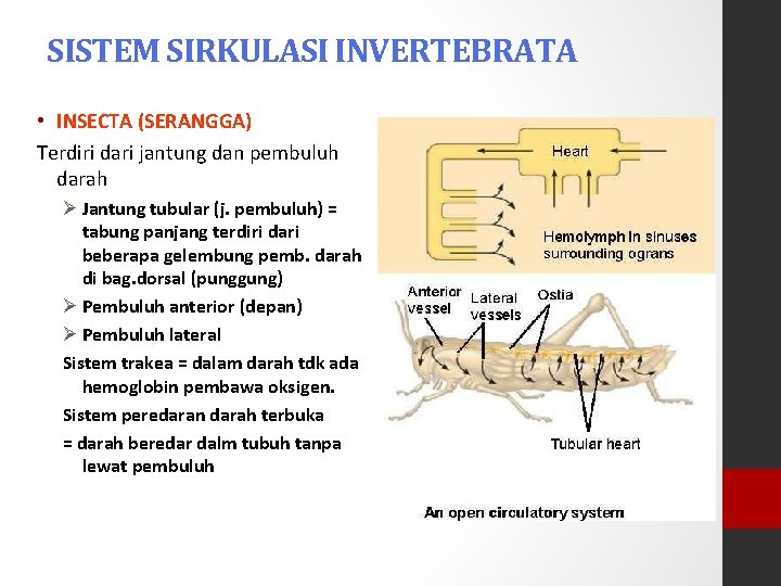 SISTEM SIRKULASI DARAH SISTEM SIRKULASI INVERTEBRATA INSECTA SERANGGA