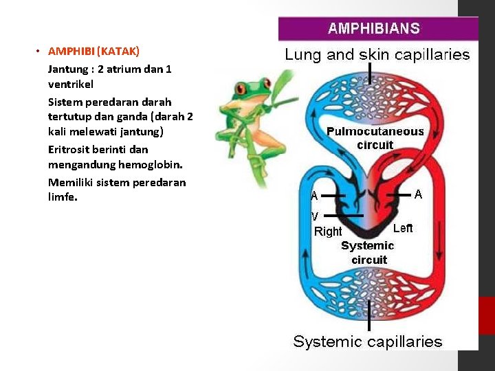 SISTEM SIRKULASI DARAH SISTEM SIRKULASI INVERTEBRATA INSECTA SERANGGA