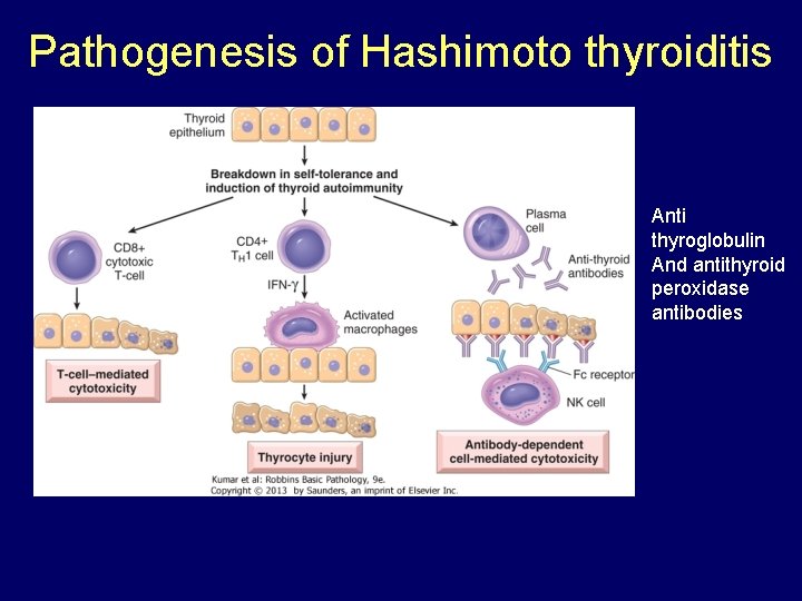 THYROID GLAND Dr Bushra Al Tarawneh MD Anatomical