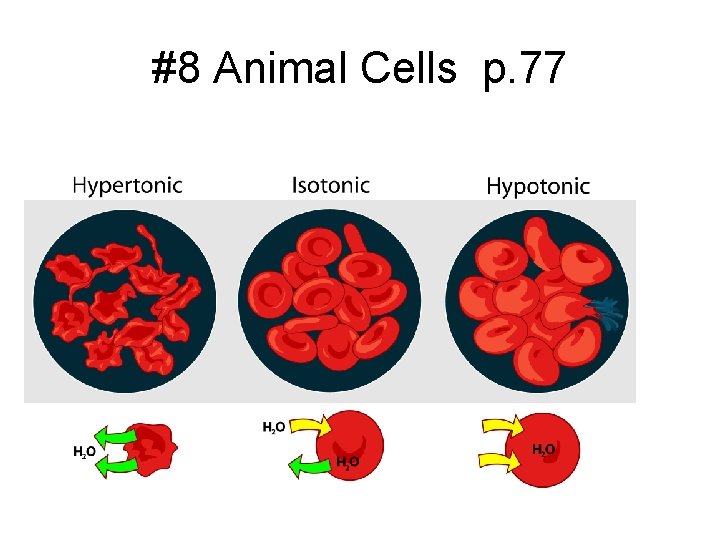 HONORS BIOLOGY CHAPTER 5 REVIEW 1 Why is