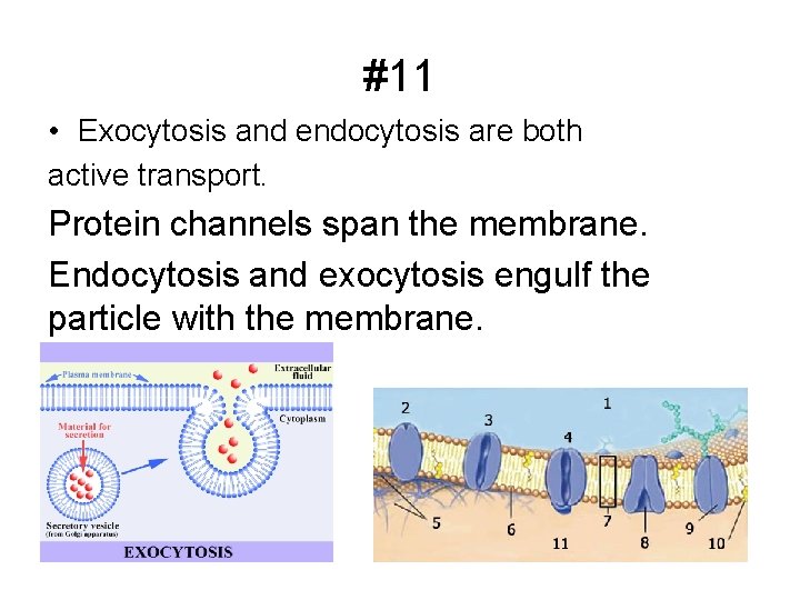 HONORS BIOLOGY CHAPTER 5 REVIEW 1 Why is