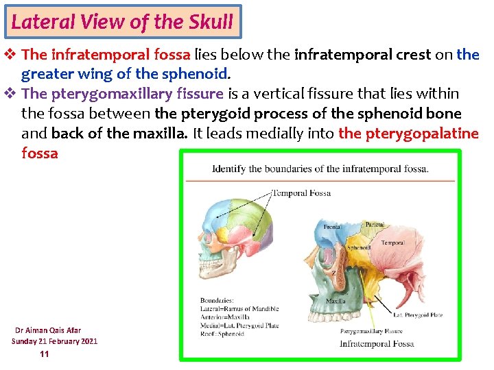 MUSCULOSKELETAL SYSTEM THE SKULL Dr Aiman Q Afar