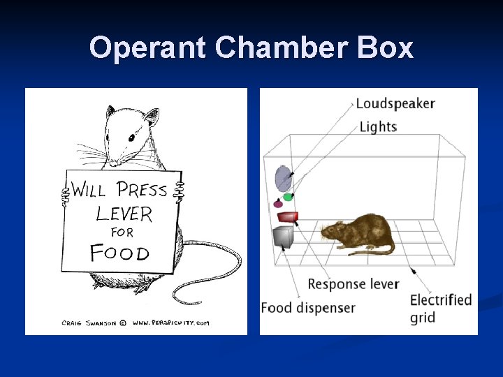 Learning Operant Conditioning Objectives To define the term