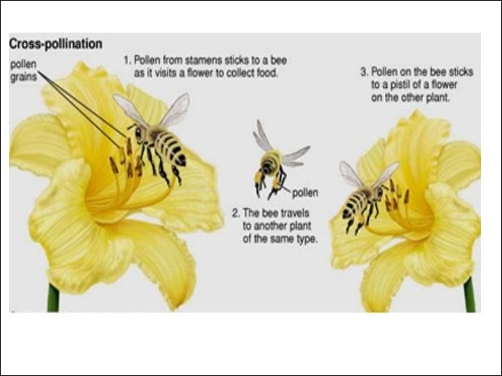 Definition The transfer of pollen grains from the