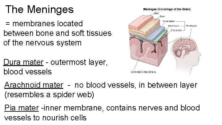 The Meninges membranes located between bone and soft