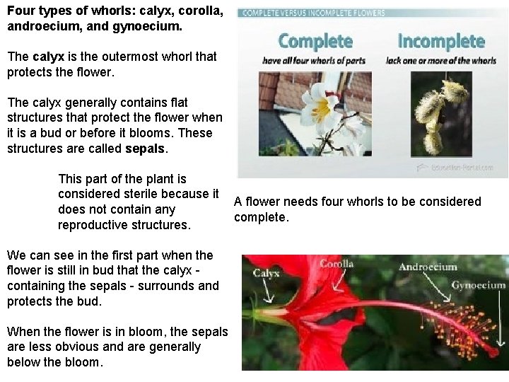 Angiosperm Reproduction and Biotechnology lizard pollination Wind dispersal