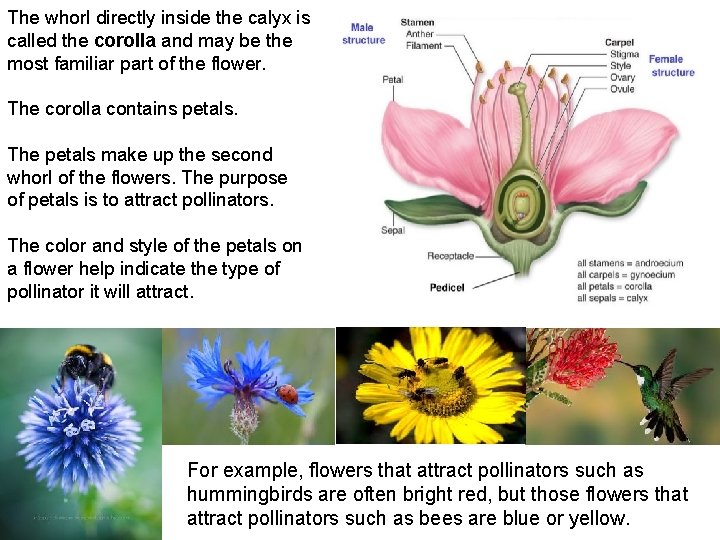 Angiosperm Reproduction and Biotechnology lizard pollination Wind dispersal