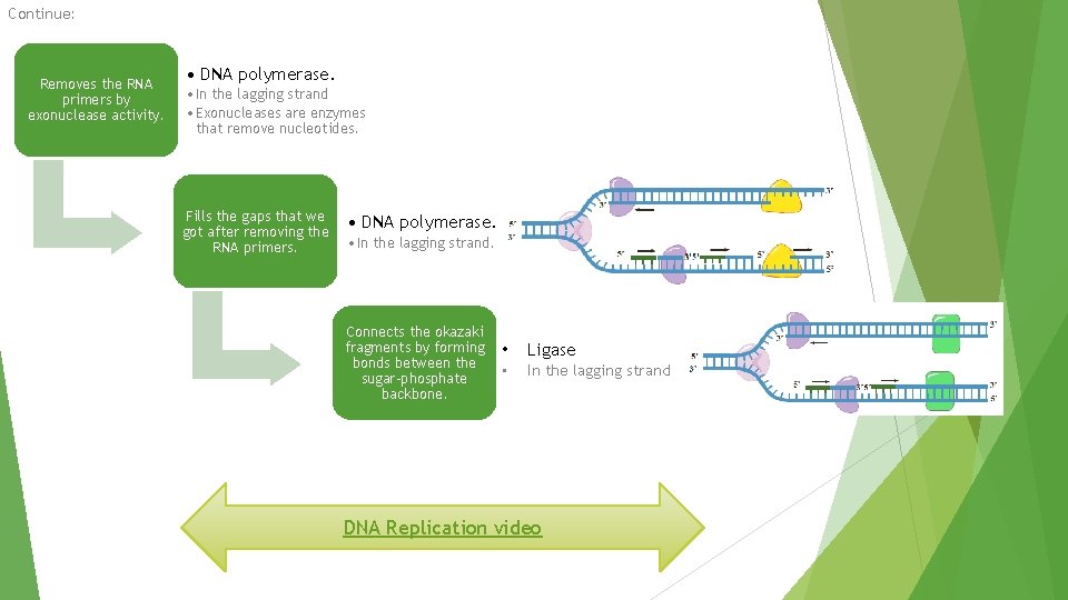 Molecular Biology 2 Revised by Color Index Important