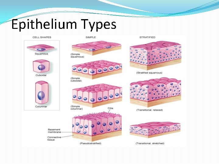 Anatomy Physiology I Lab BSC 2093 LAB Introduction