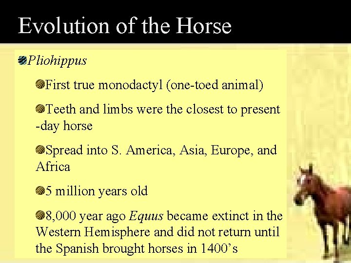 History of the Horse Evolution of the Horse