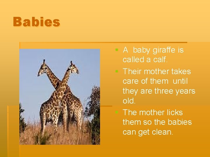 Giraffes Rebekah Davis Kaila Ver Duft Sadie Nance