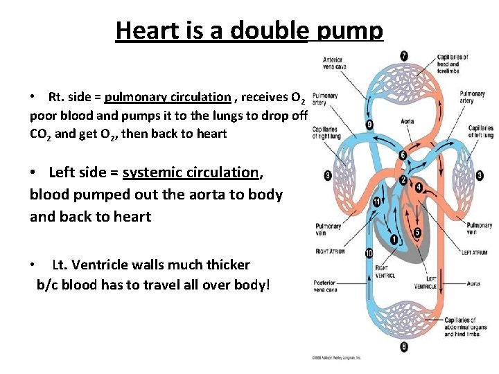Cardiovascular System Major function transport blood which carries
