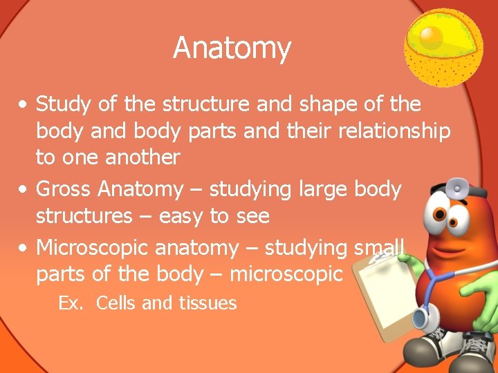 Chapter 1 Human Body Orientation What is Anatomy