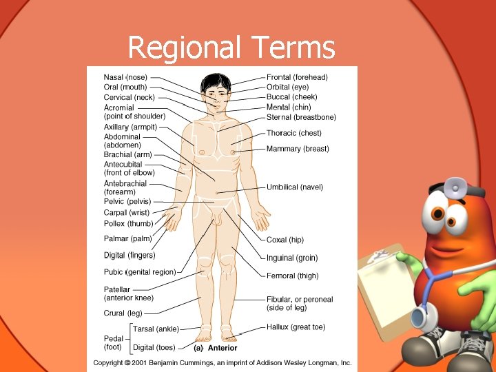 Chapter 1 Human Body Orientation What is Anatomy