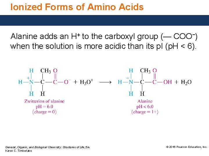 19 2 Amino Acids as Acids and Bases