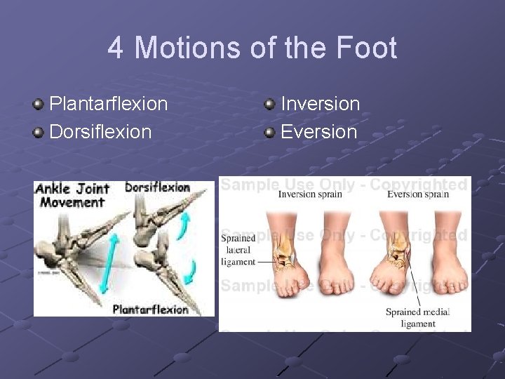 FOOT ANKLE 4 Motions of the Foot Plantarflexion