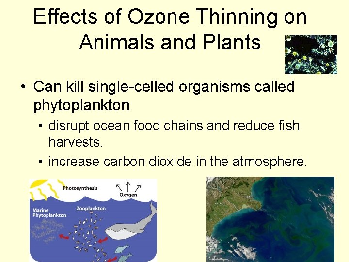 The Ozone Layer Environmental Science Witt The Ozone