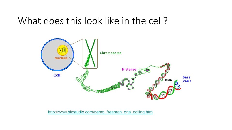 DNA Replication Biology 12 Revised Presentation Jan 2018