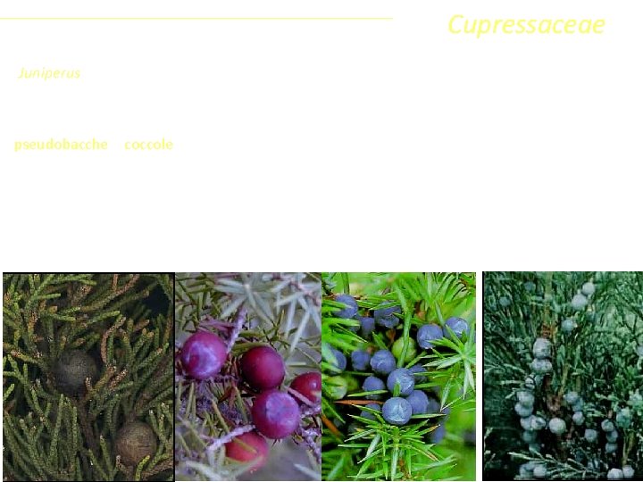 Phylum Coniferophyta Classe Pinopsida Sottoclasse Pinidae Conifere Famiglia