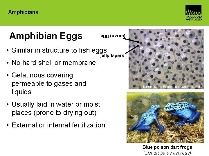 Amphibians April 2016 Amphibians Whats so special about
