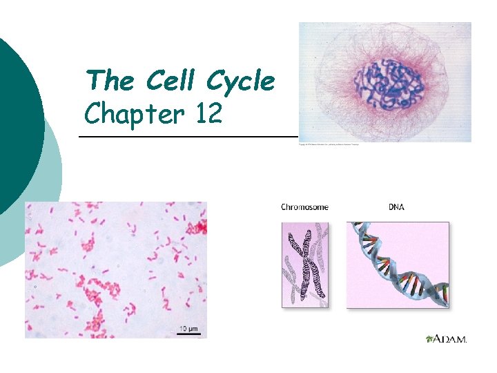 The Cell Cycle Chapter 12 Mitosis Cell division