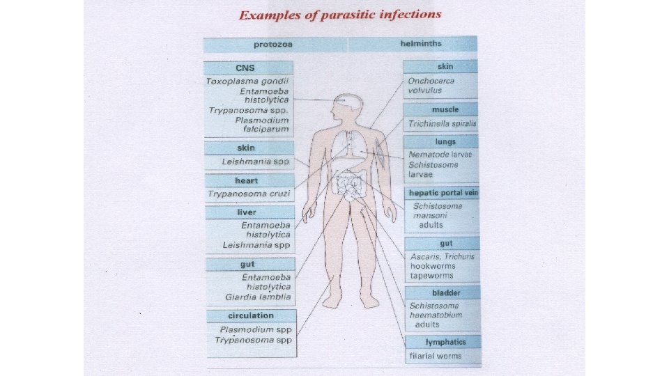 Immunology of parasite infection Dr Eman Albataineh Associate