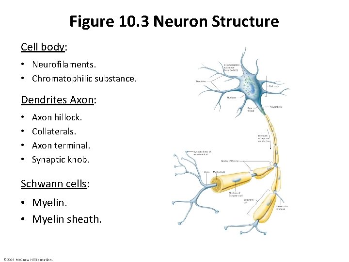 Intro to the Nervous System 10 1 10