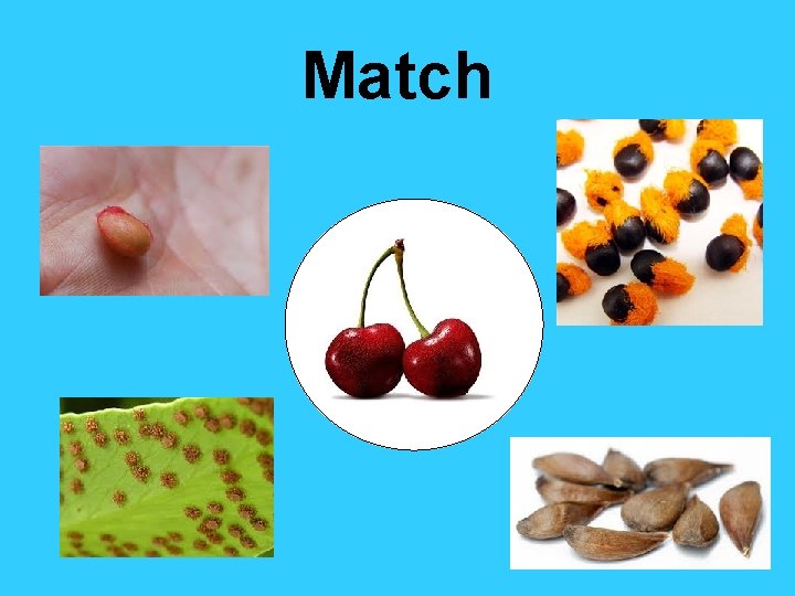Similarities and Differences of Plants and Seeds By