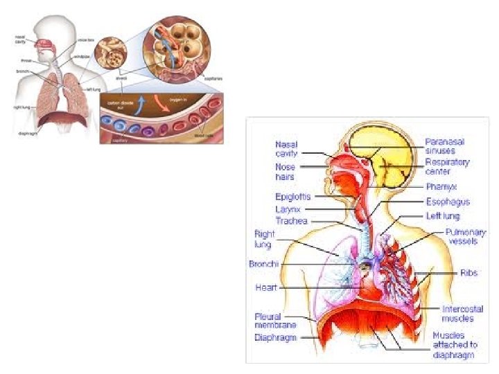 Respiratory System body system that brings oxygen from