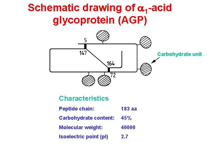 Schematic drawing of a 1 acid glycoprotein AGP