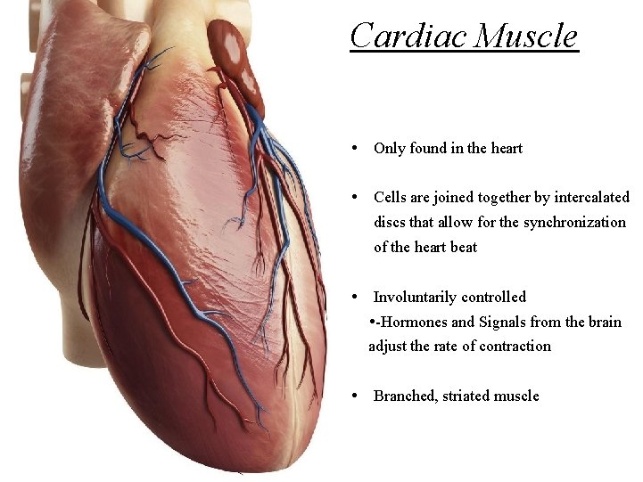 The Muscle Tissue Muscle Tissue Made up of