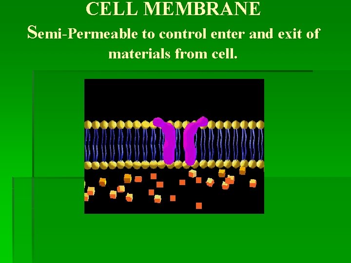 Cells and Their Organelles Form and Function Within