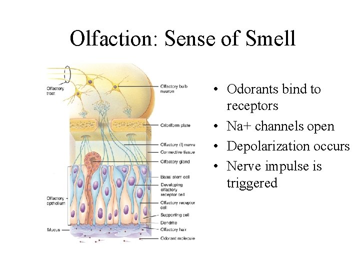 The Special Senses Smell taste vision hearing and