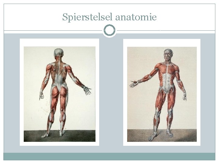 Les 6 Spieren GZK ANATOMIE FYSIOLOGIE Inhoud Terugblik