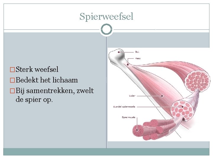 Les 6 Spieren GZK ANATOMIE FYSIOLOGIE Inhoud Terugblik