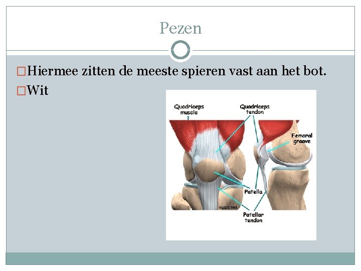 Les 6 Spieren GZK ANATOMIE FYSIOLOGIE Inhoud Terugblik