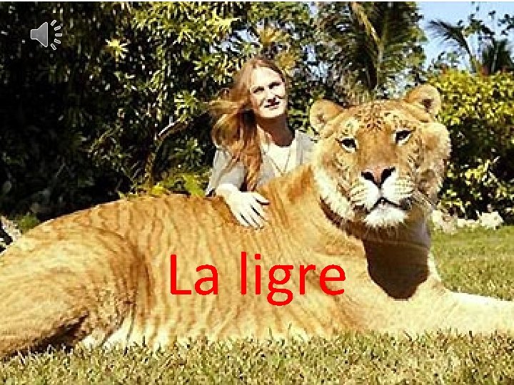 La ligre Derivazione del nome Madre Presente in