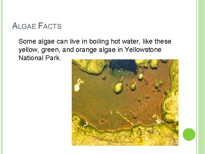 WHAT IS ALGAE Algae are the most important