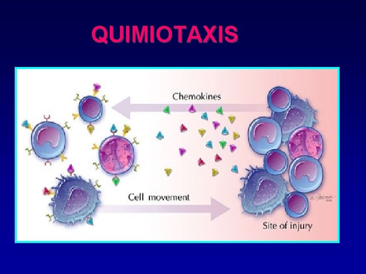 INFLAMACION AGUDA Dra Sabina Rayo R Three Lines
