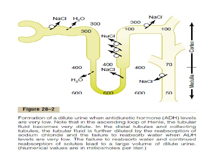 Formation Of Concentrated Urine Dr imrana ehsan OBLIGATORY