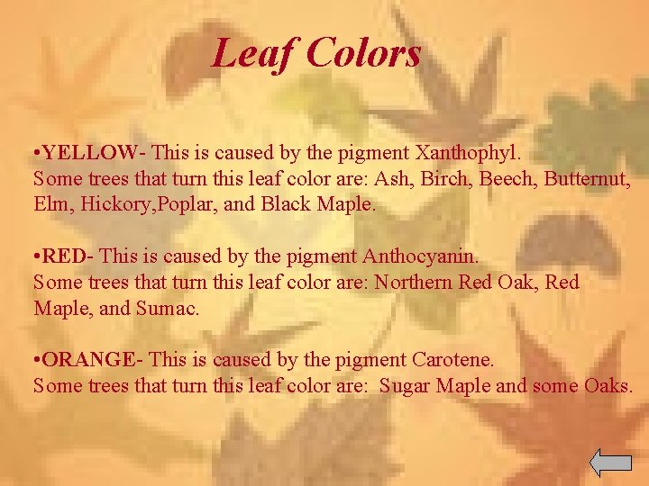 What are leaves and what do they do